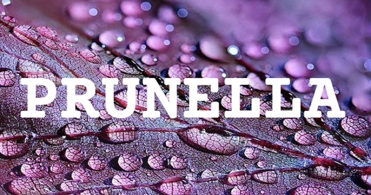 PRUNELLA英文名字意思