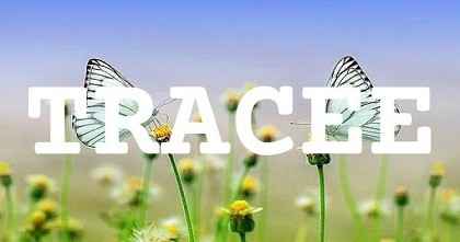 TRACEE英文名字意思